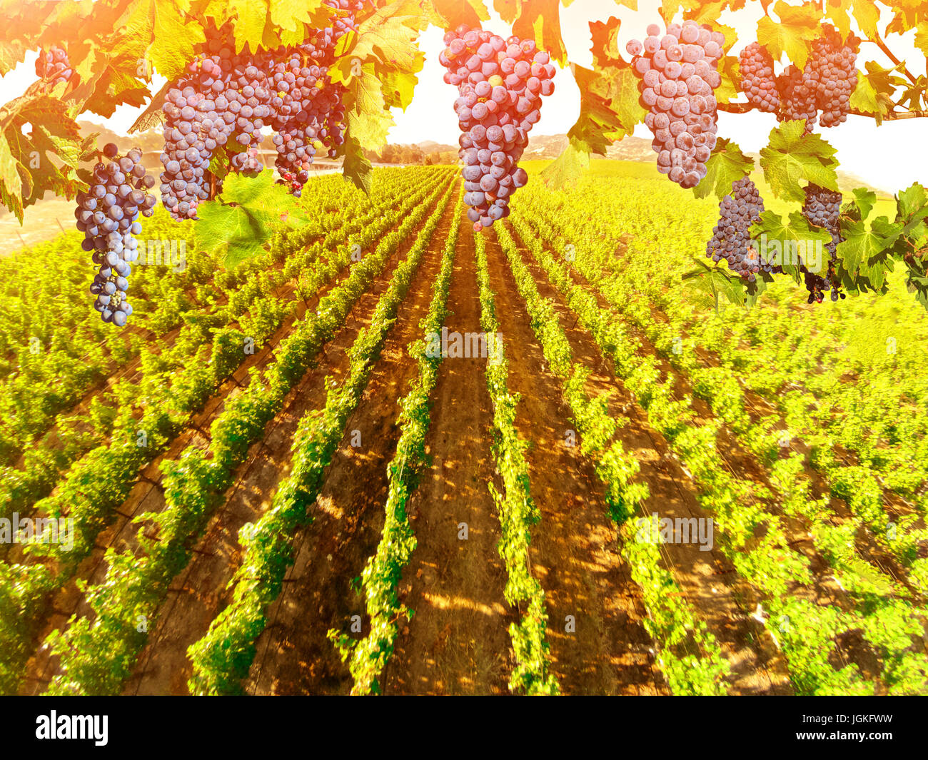 Red vineyard, aerial view hi-res stock photography and images - Alamy