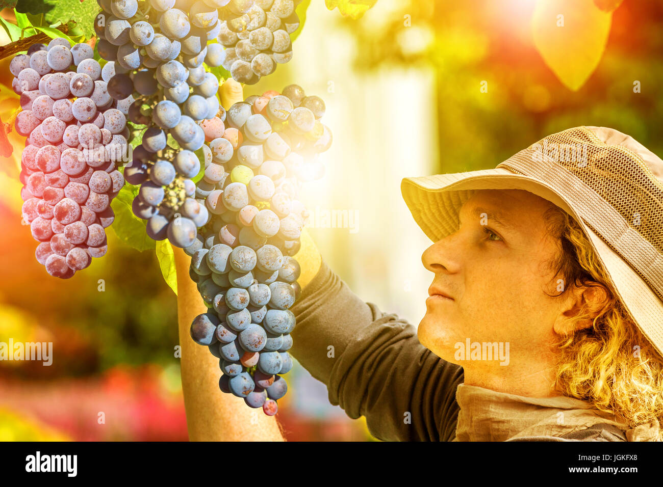 Grape farmer hi-res stock photography and images - Alamy