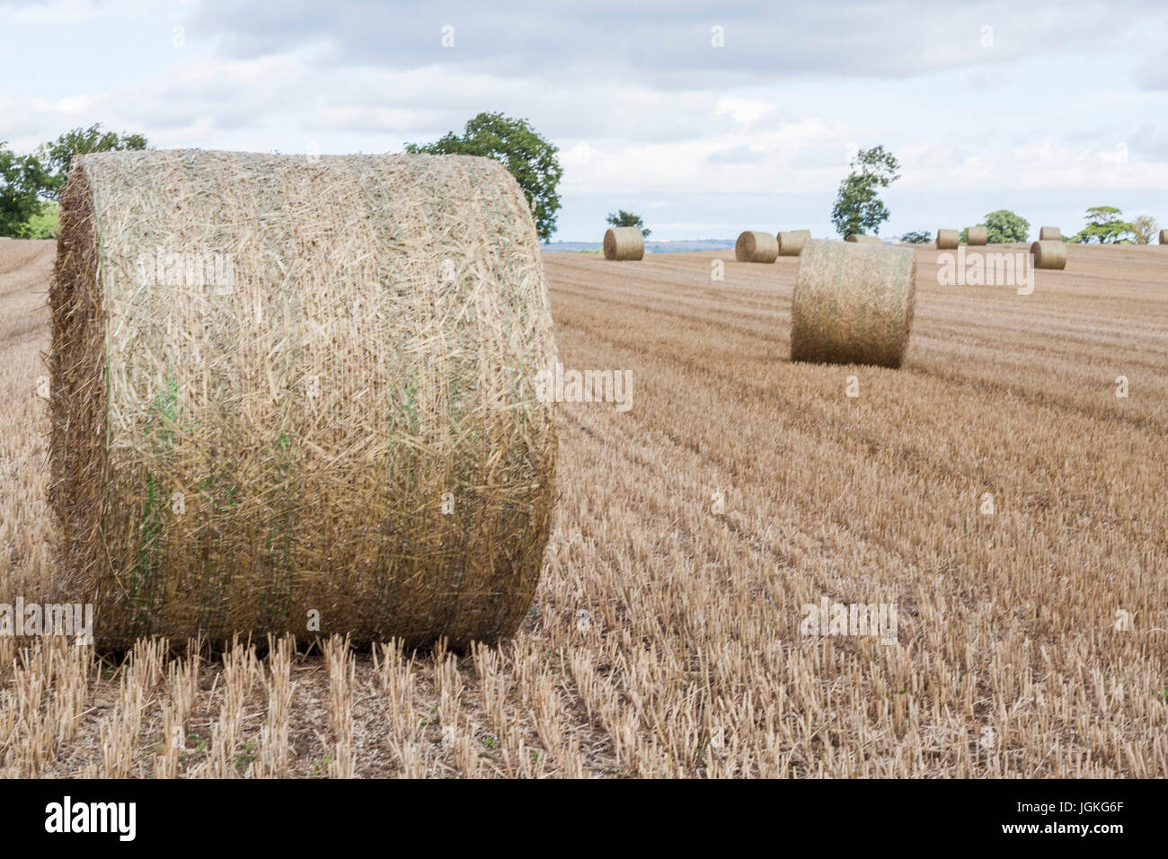 Corn bales in a field in Stockton-on-Tees,England,UK Stock Photo - Alamy