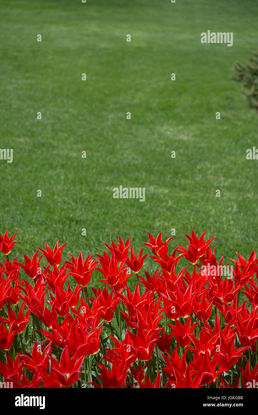 Red color tulip flowers bloom in the garden Stock Photo - Alamy