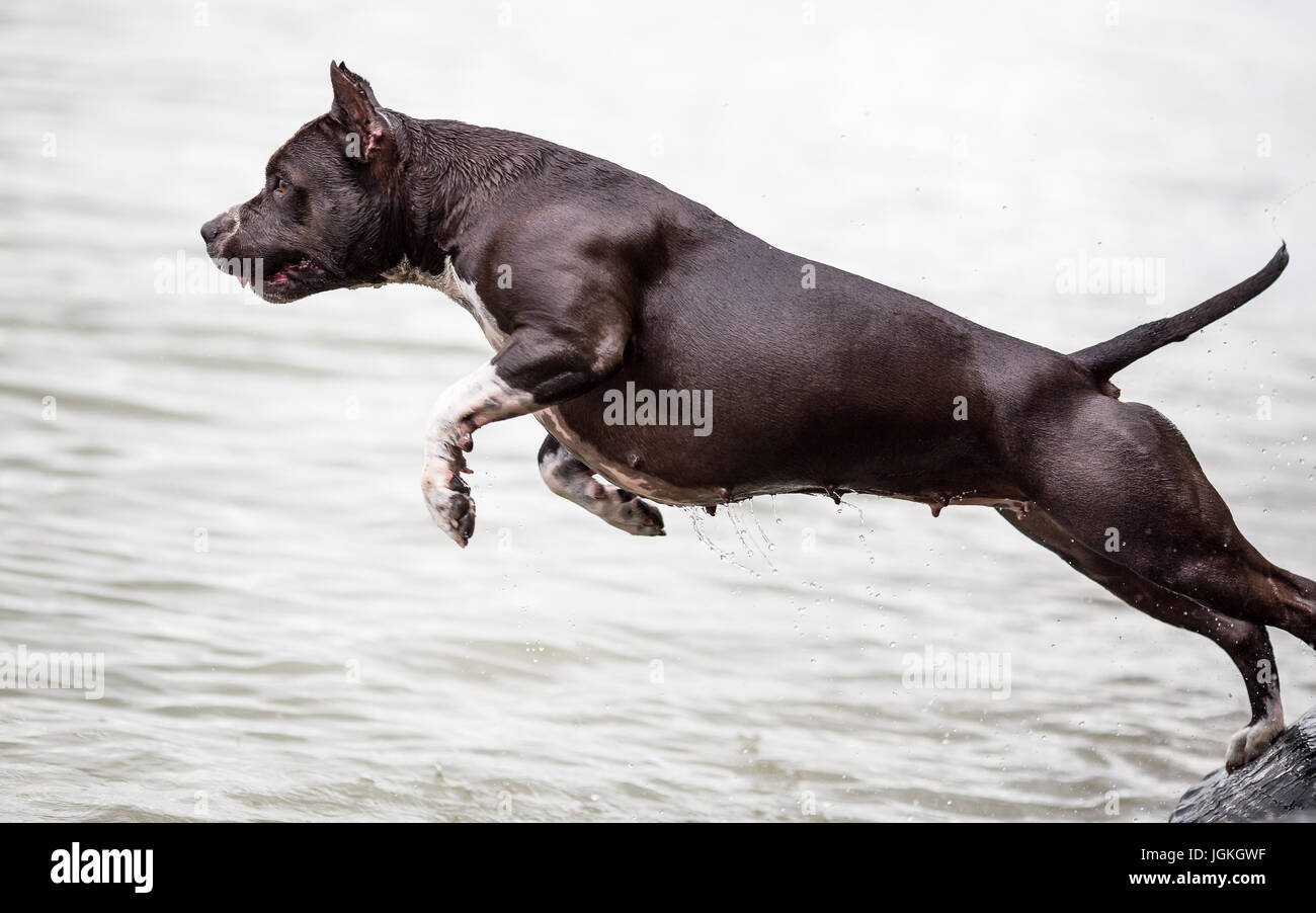 Pit bull jumping water hi-res stock photography and images - Alamy