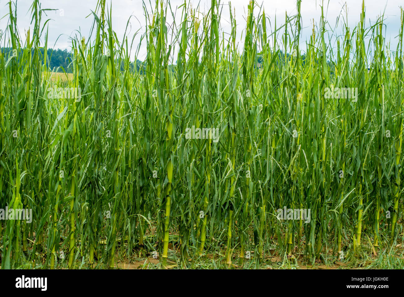 Wind storm damage farm crop High Resolution Stock Photography and ...