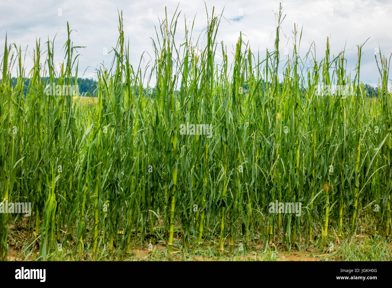 Corn field severly damaged in heavy storm with hail, crops ruined, corn ...