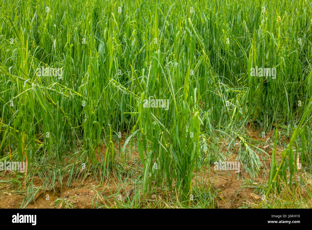 Corn field severly damaged in heavy storm with hail, crops ruined, corn ...