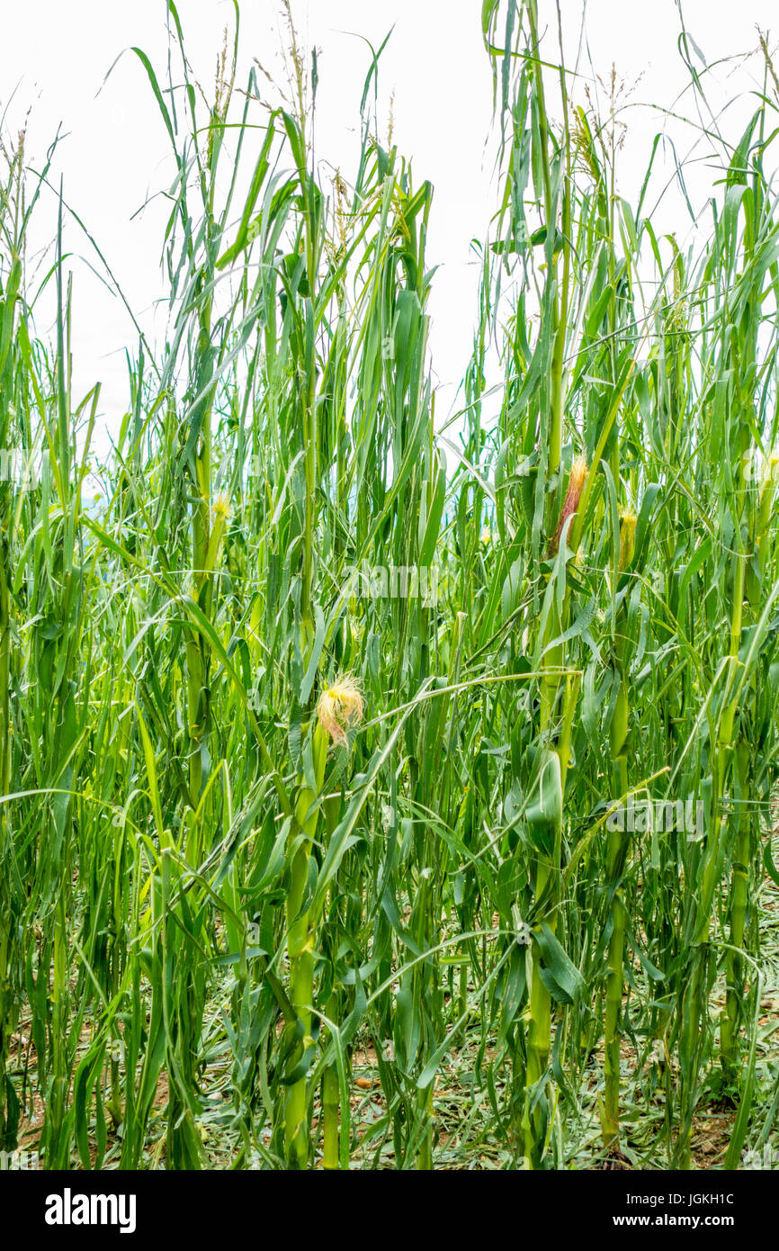 Corn field severly damaged in heavy storm with hail, crops ruined, corn ...