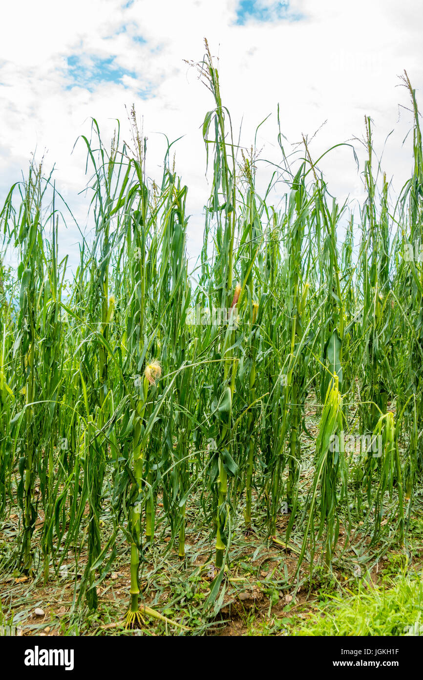 Corn field severly damaged in heavy storm with hail, crops ruined, corn ...