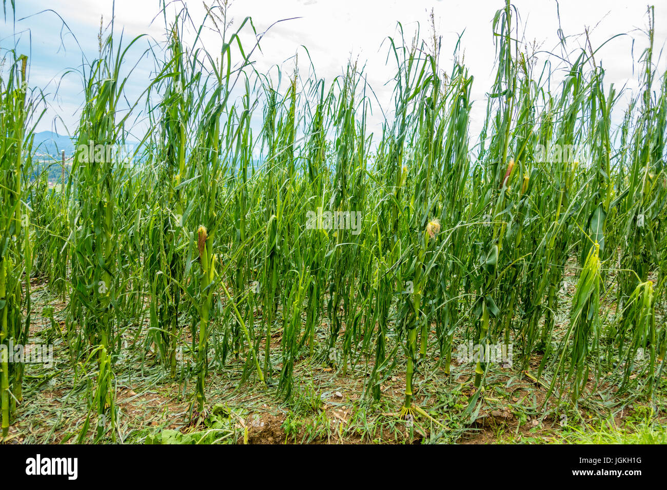 Corn field severly damaged in heavy storm with hail, crops ruined, corn ...