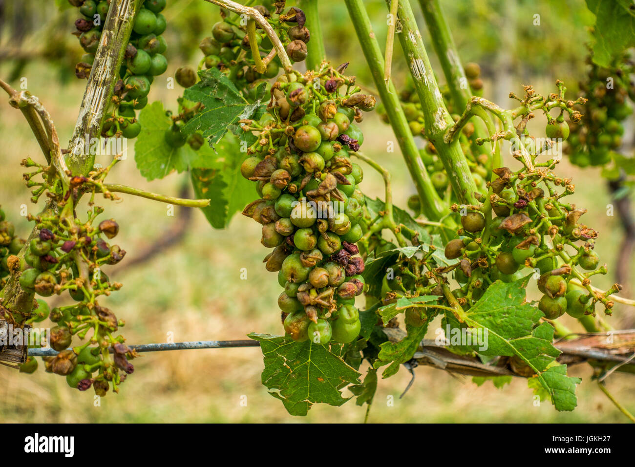 Hail damaged grapes hi-res stock photography and images - Alamy
