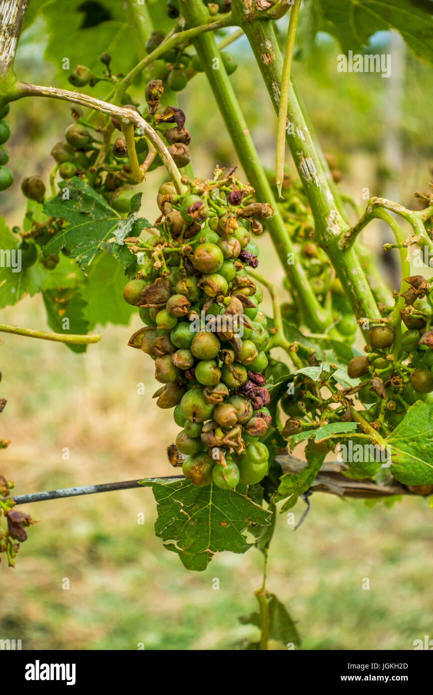 Vineyard and grapes damaged and crop destroyed after severe storm with ...