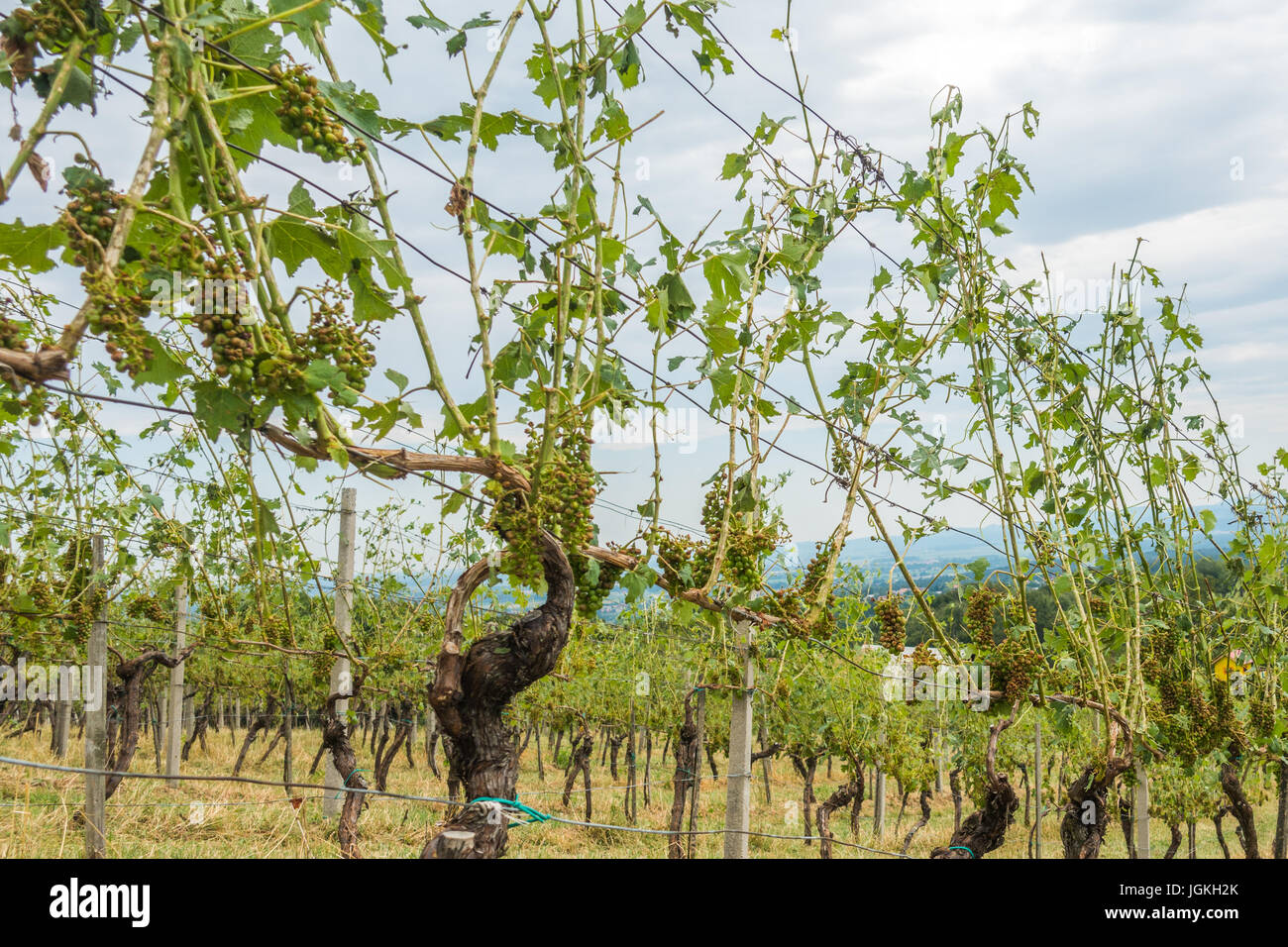 Hail damage vineyard hi-res stock photography and images - Alamy