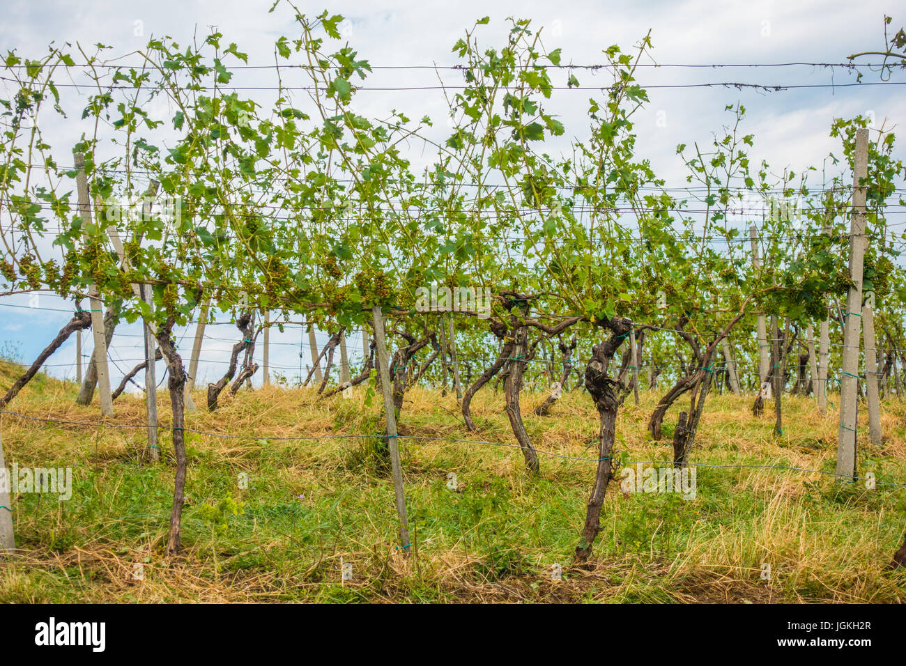 Vineyard and grapes damaged and crop destroyed after severe storm with ...