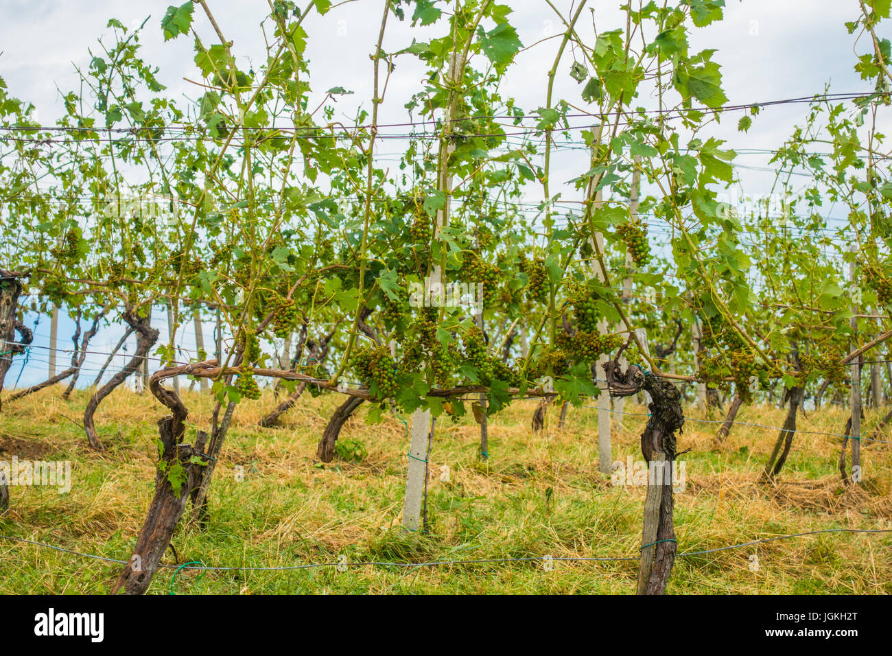 Vineyard and grapes damaged and crop destroyed after severe storm with ...