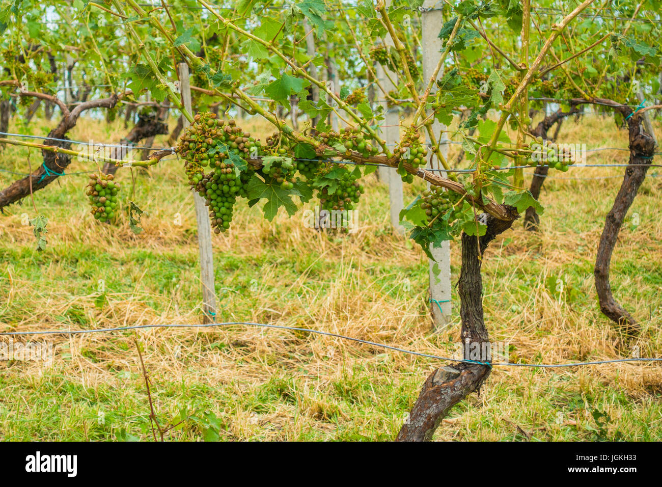 Vineyard and grapes damaged and crop destroyed after severe storm with ...