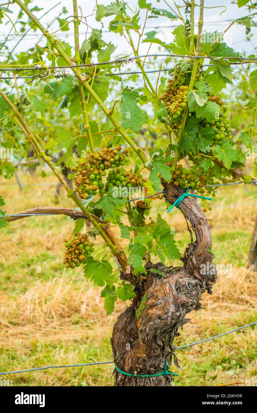 Storm damage grapes hi-res stock photography and images - Alamy