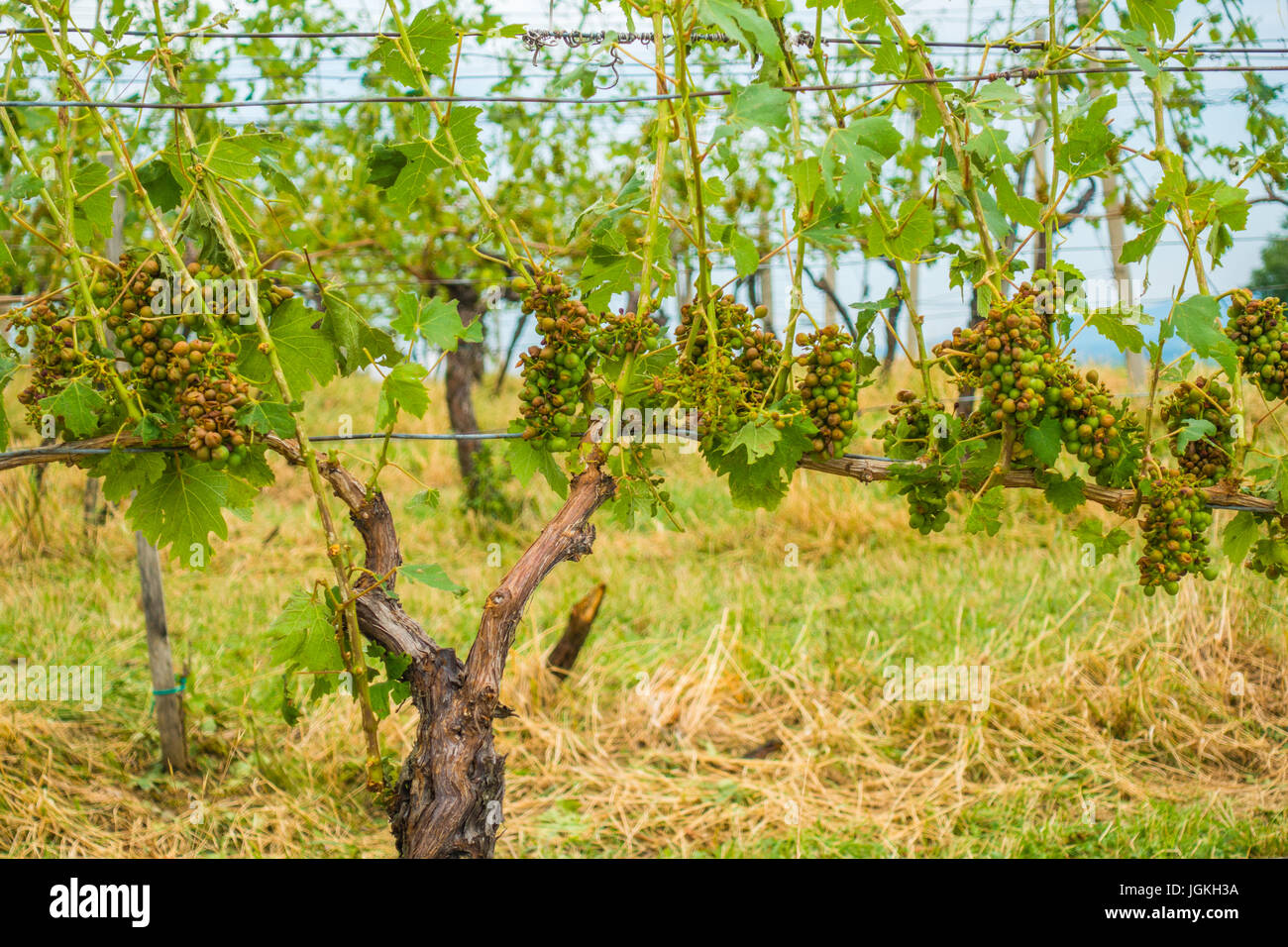 Vineyard and grapes damaged and crop destroyed after severe storm with ...