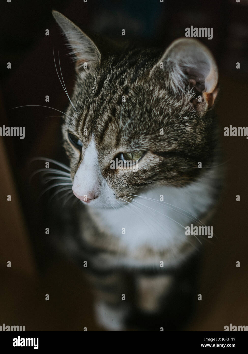 Adult male cat portrait Stock Photo - Alamy