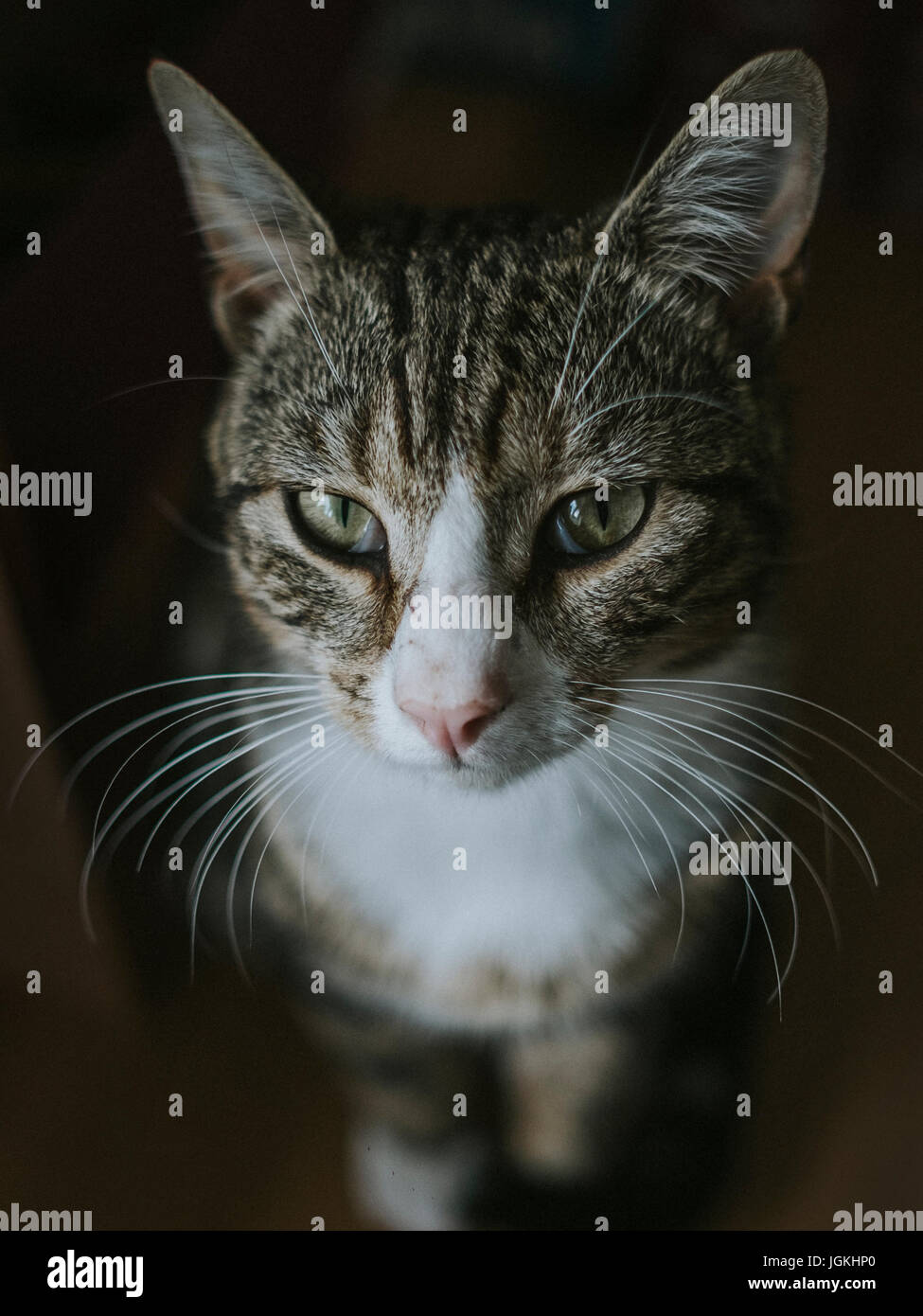 Adult male tabby cat hi-res stock photography and images - Alamy
