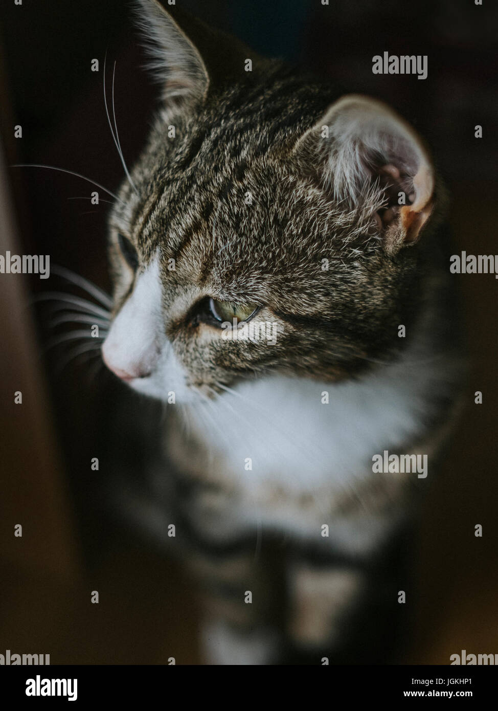 Adult male cat portrait Stock Photo - Alamy