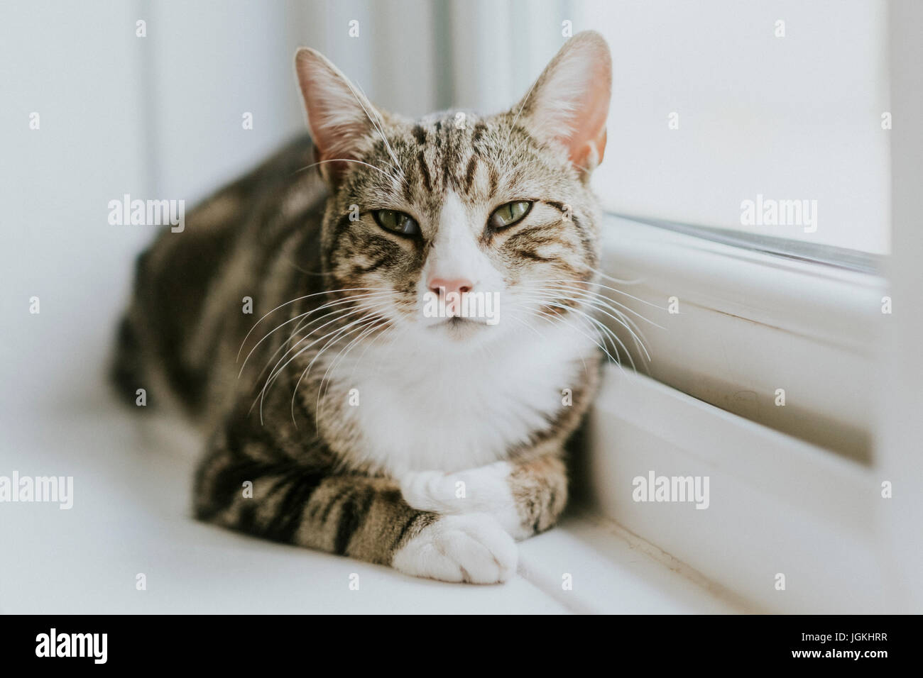 Adult male cat hi-res stock photography and images - Alamy