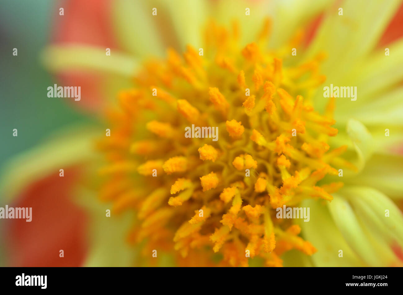 Pollen powder honey bee hi-res stock photography and images - Alamy