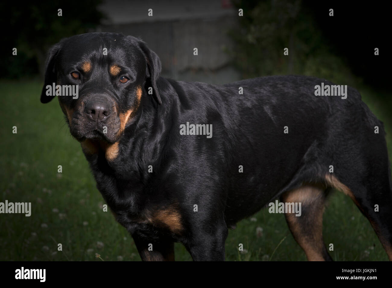 Rottweiler ears hi-res stock photography and images - Alamy