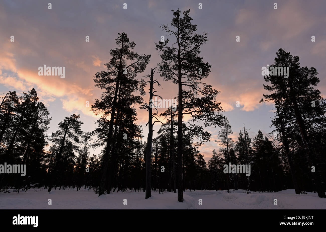 Sunrise in early spring near Muotkan Maja Lodge in Finnish Lapland ...