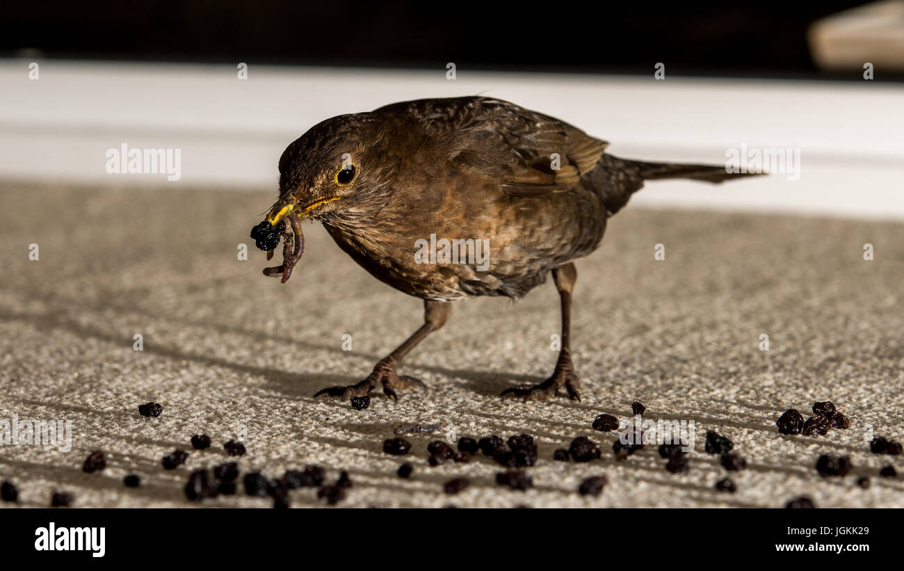 Blackbird collecting food Stock Photo - Alamy
