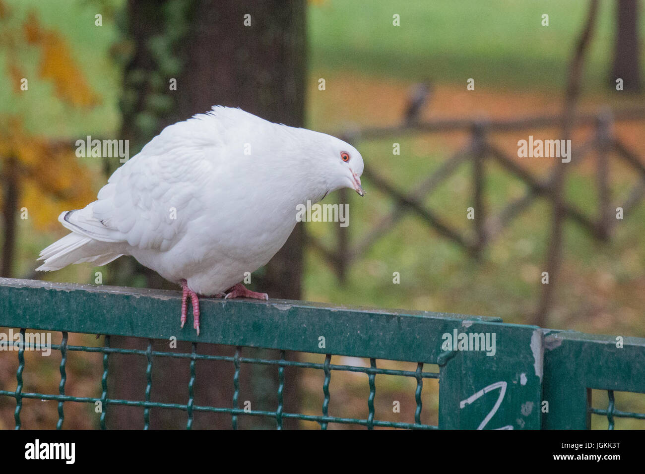 The view of a white dove sitting on a fence and tilting his head Stock ...
