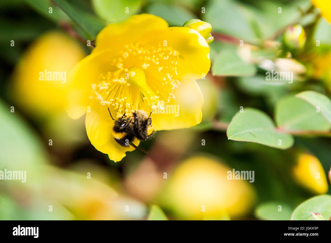 Bumble Bees collecting pollen from Rose of Sharon Stock Photo - Alamy