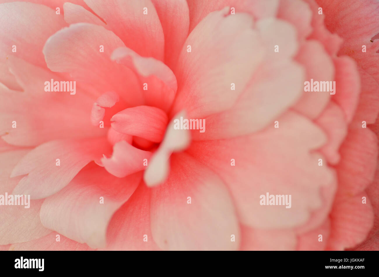Bright pink Japanese camellia flower in bloom, close up Stock Photo - Alamy