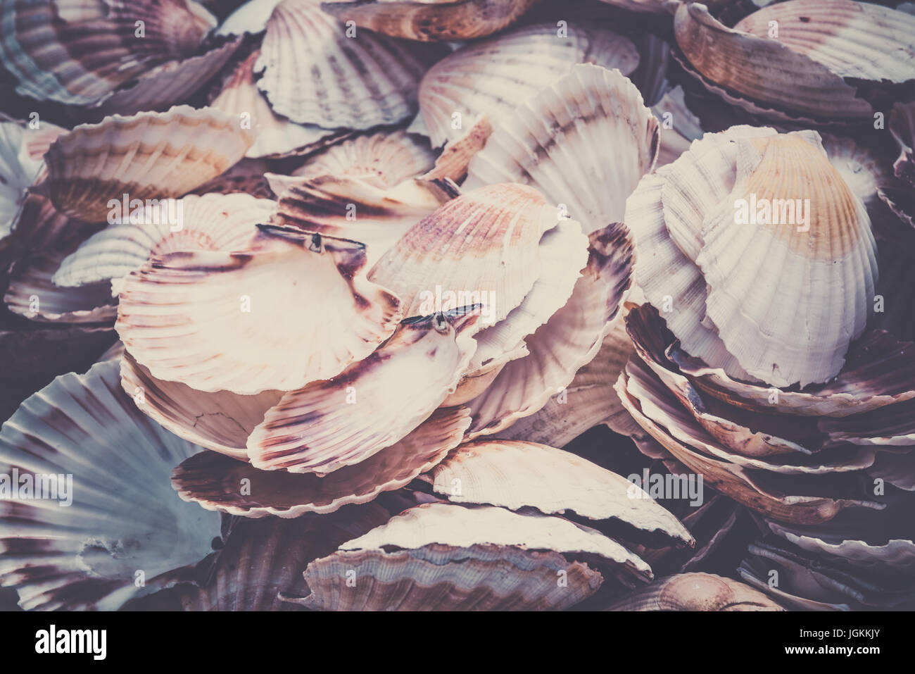 Heap of scallop shells as a background texture Stock Photo - Alamy