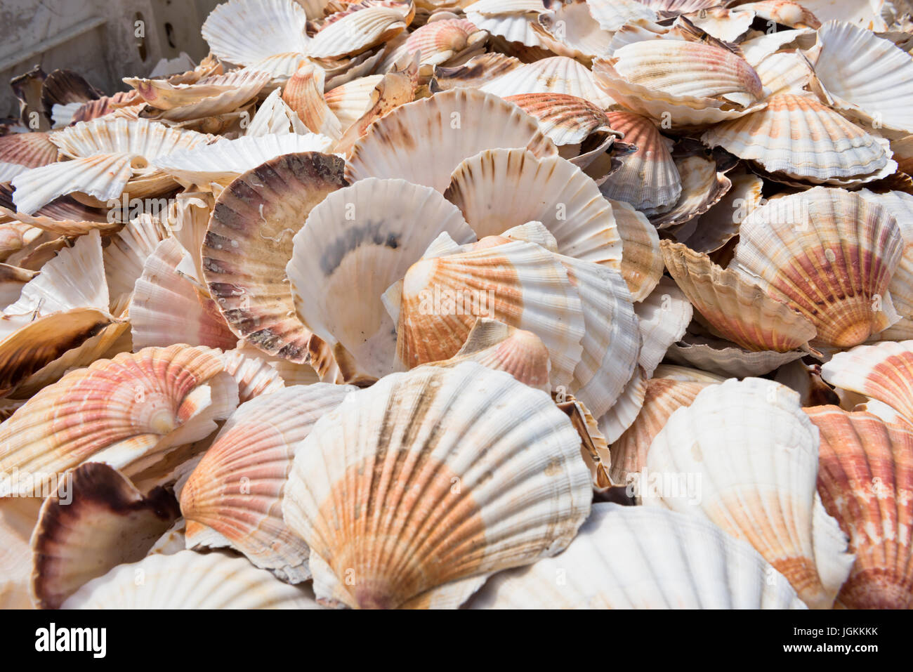 Heap of scallop shells as a background texture Stock Photo - Alamy
