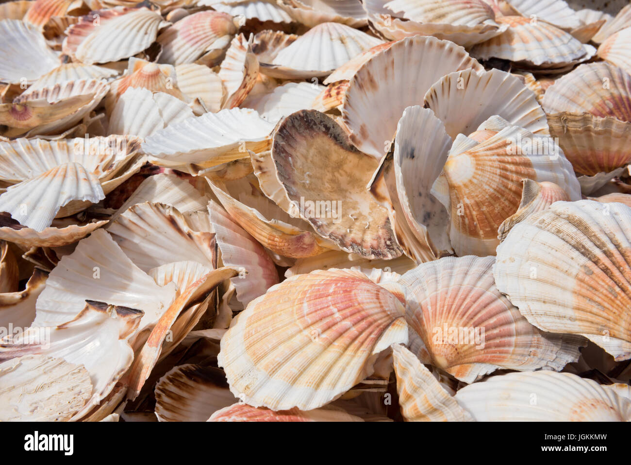 Heap of scallop shells as a background texture Stock Photo - Alamy