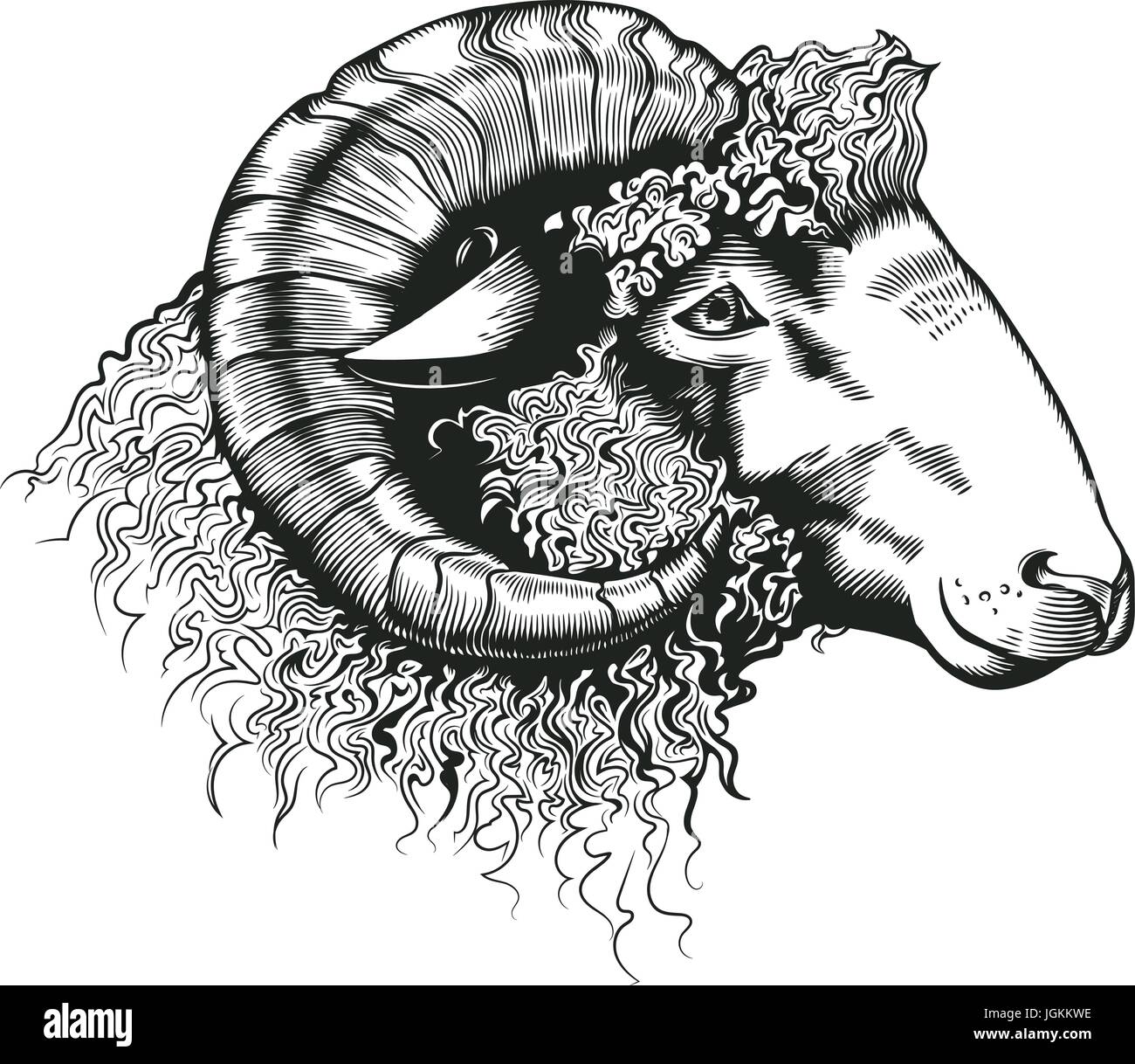 Head of ram hand drawn in antique etching style. Livestock animal ...