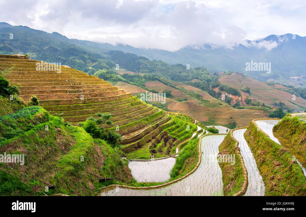 Longsheng Rice Terraces Bing Wallpapers