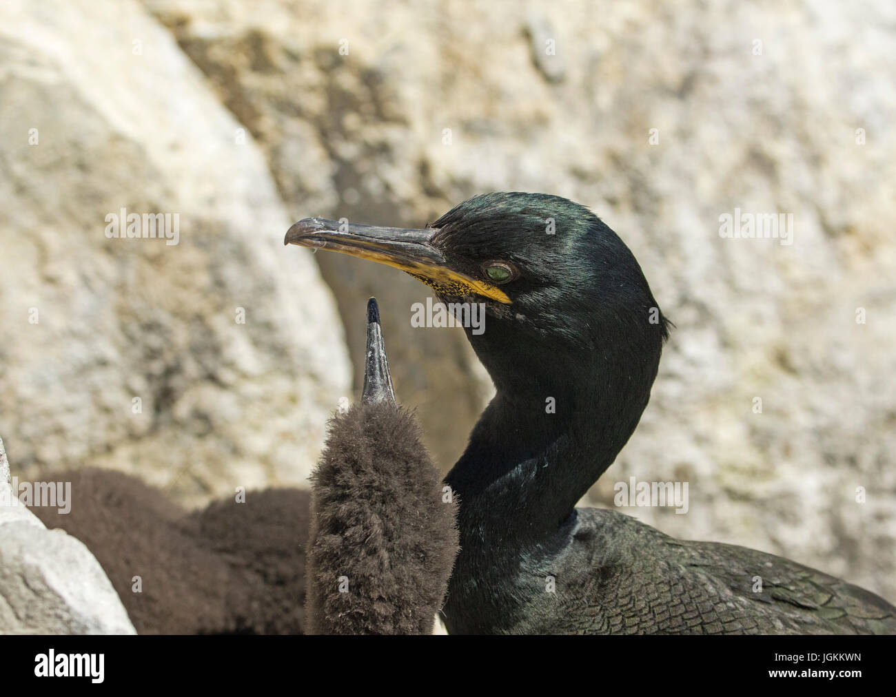 Shag chick hi-res stock photography and images - Alamy