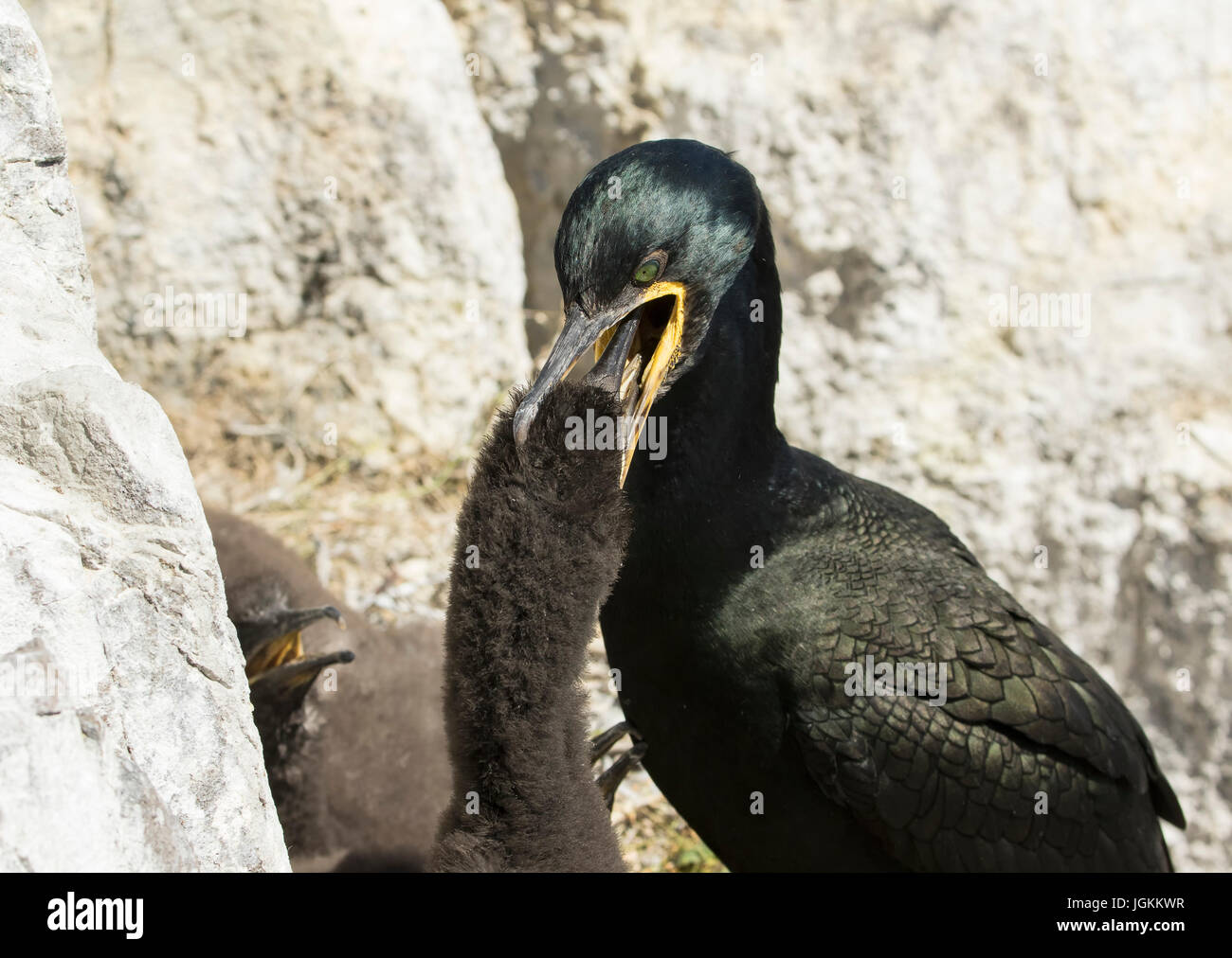 Young shag feeding hi-res stock photography and images - Alamy