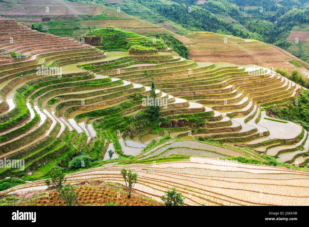 Terraced watered rice fields hi-res stock photography and images - Alamy