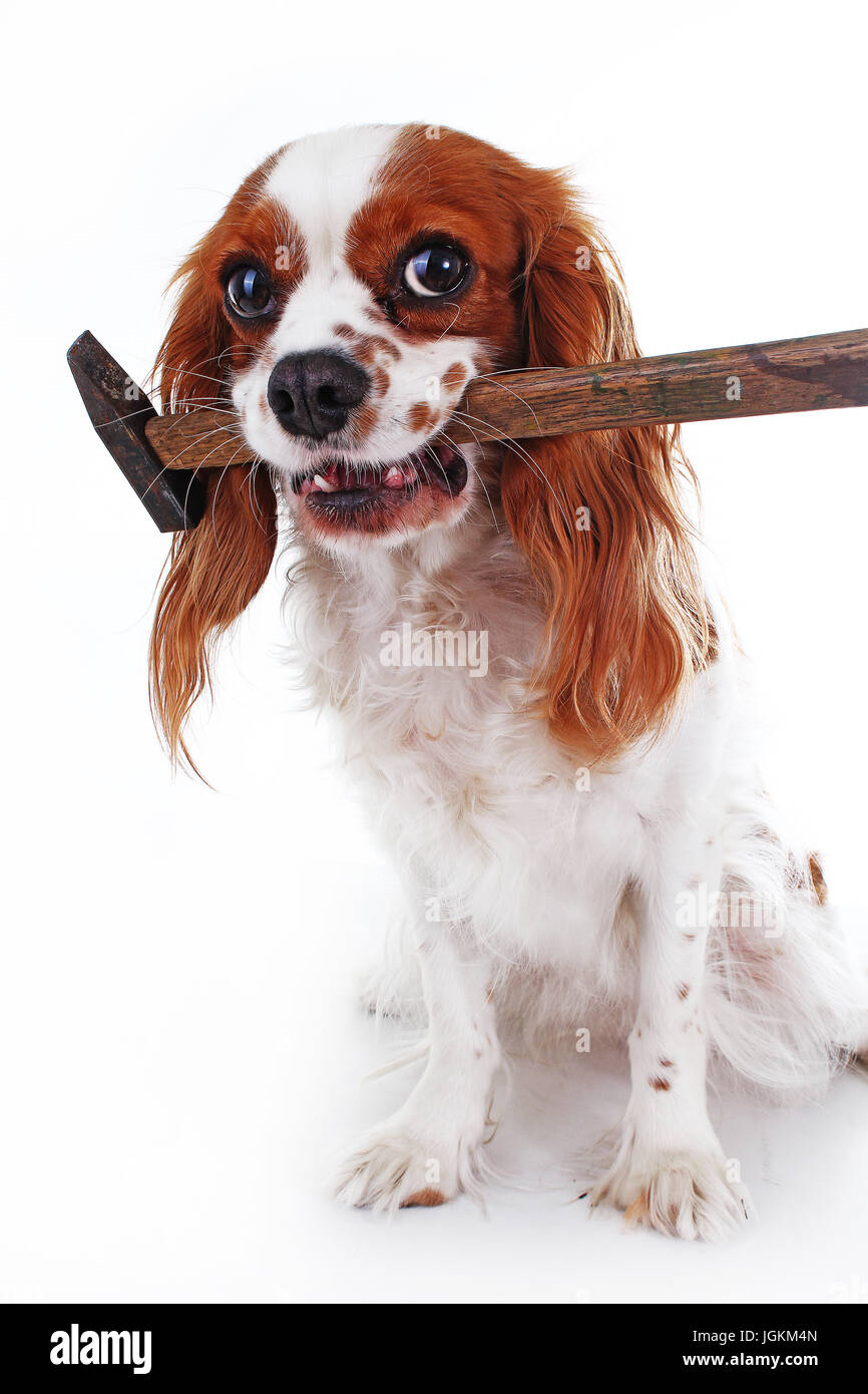 Dog with hummer. Cute cavalier king charles spaniel photos on white ...