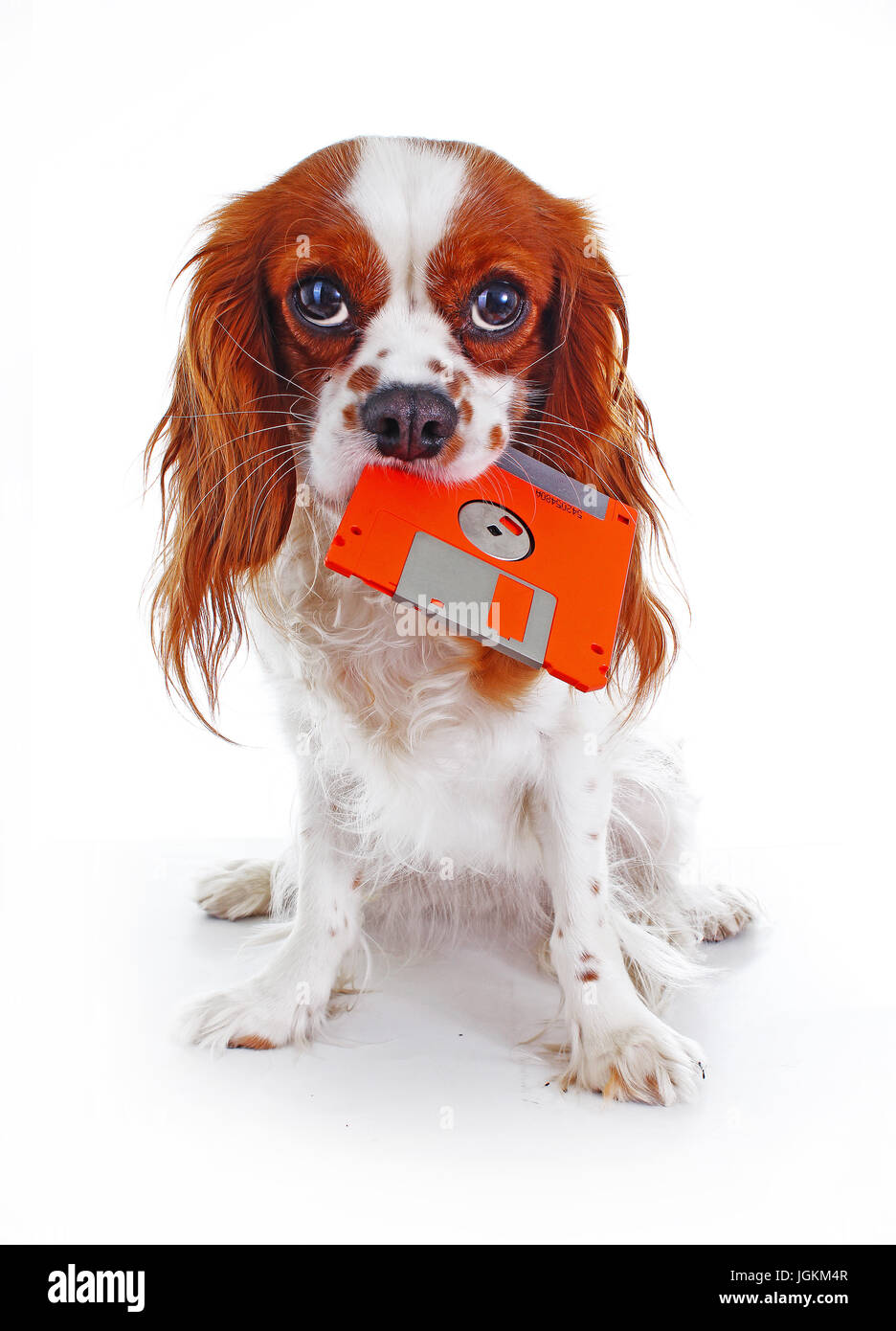 Floppy or flopy disc on isolyted white background Stock Photo - Alamy