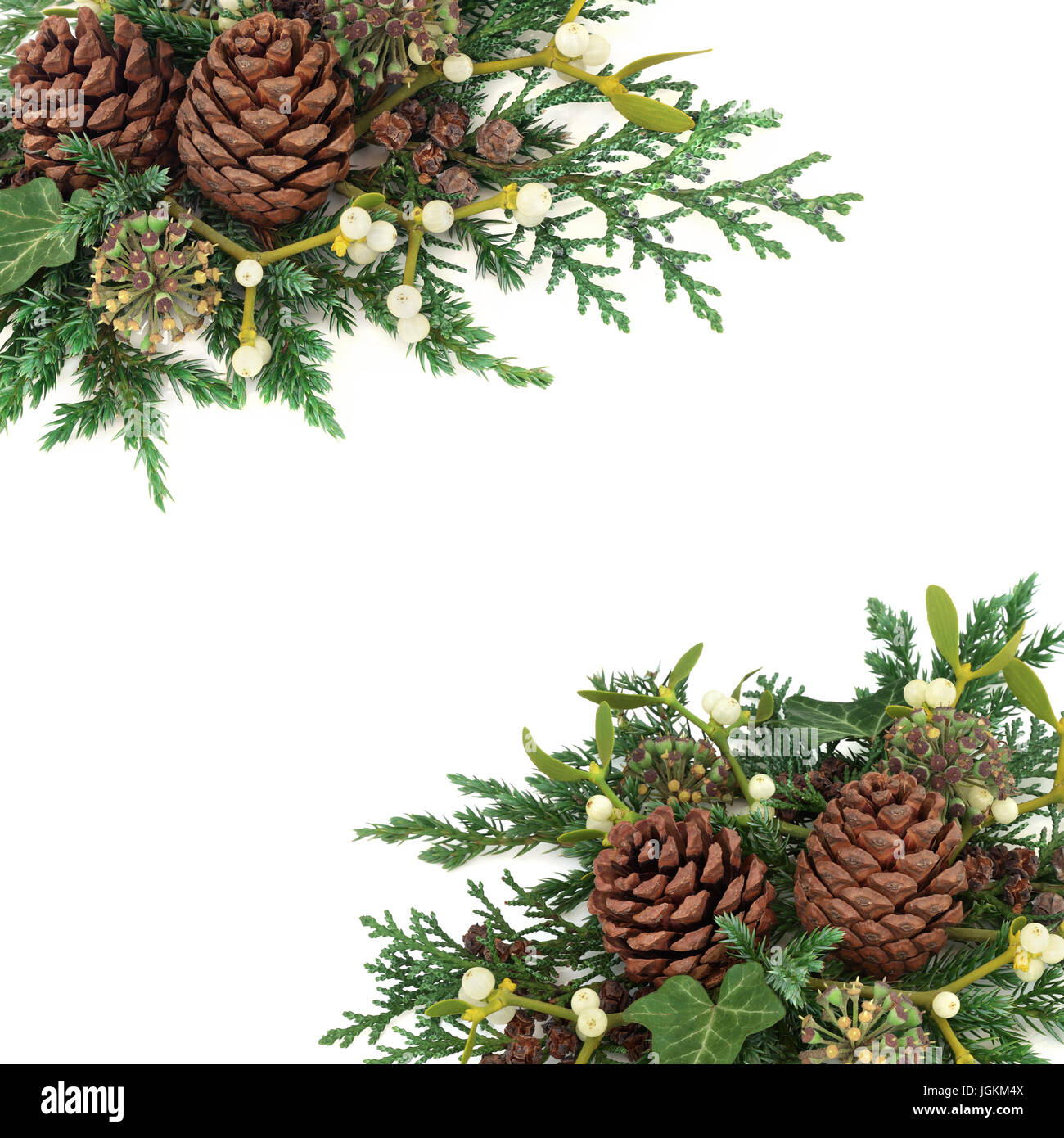 Winter background border of cedar cypress and juniper leaf sprigs with ...