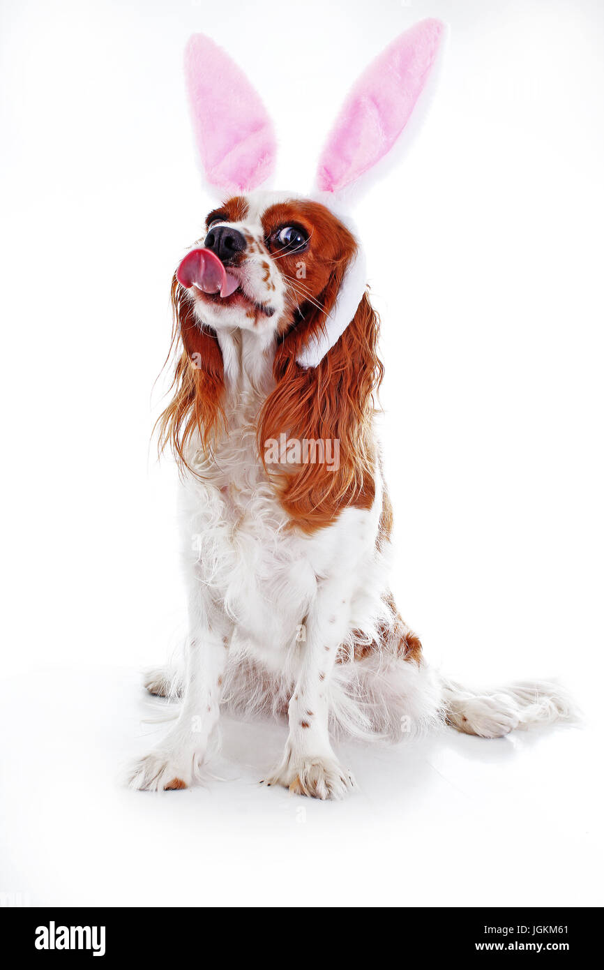 Rabbit and dog hi-res stock photography and images - Alamy