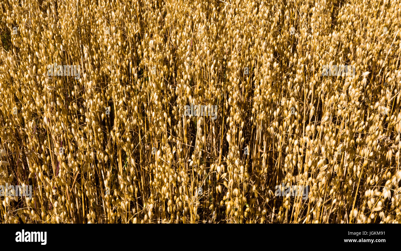 8307. Backgrounds; Colours; Colors; Display; Oats Stock Photo - Alamy