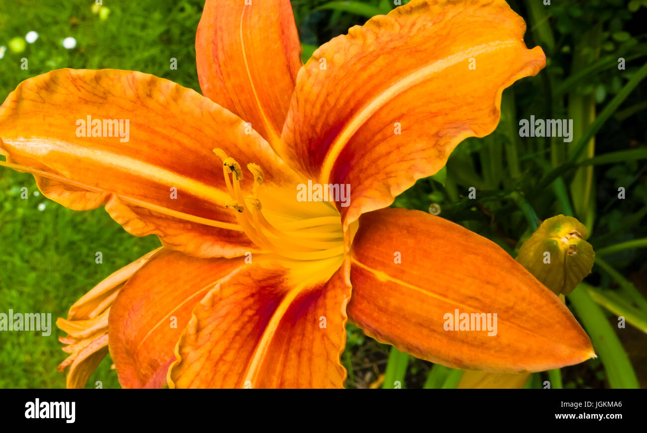 8295. Backgrounds; Colours; Colors; Display; Lily Stock Photo - Alamy