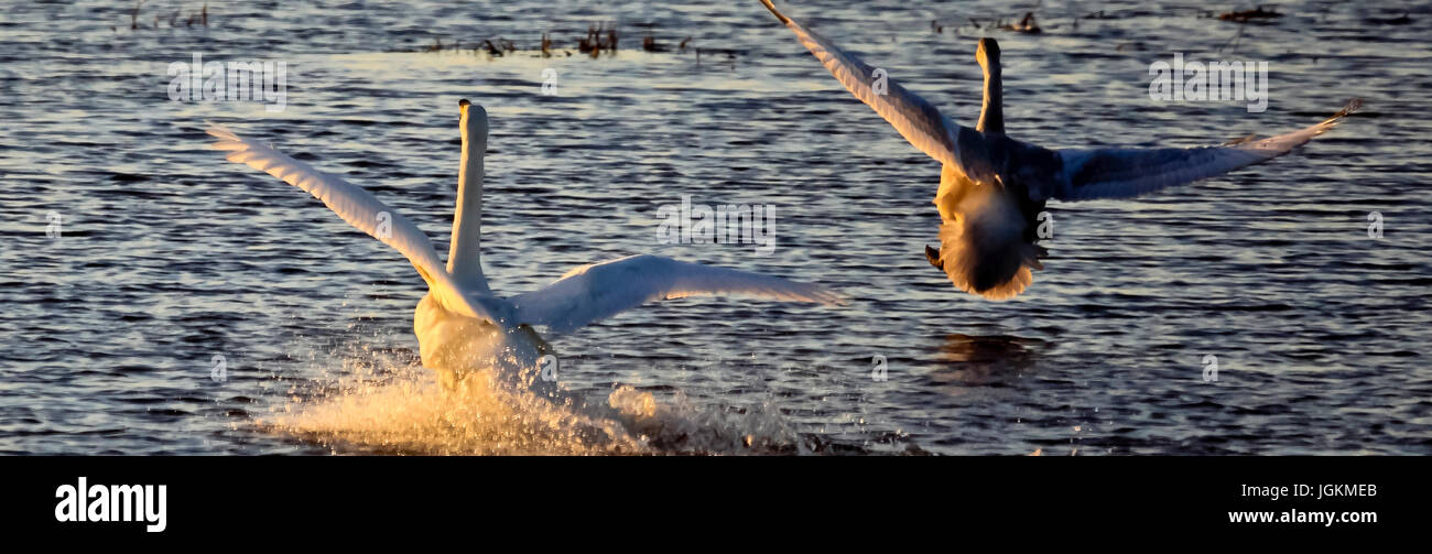 RS 7030. Backgrounds; Colours; Colors; Display, Whooper Swans landing ...