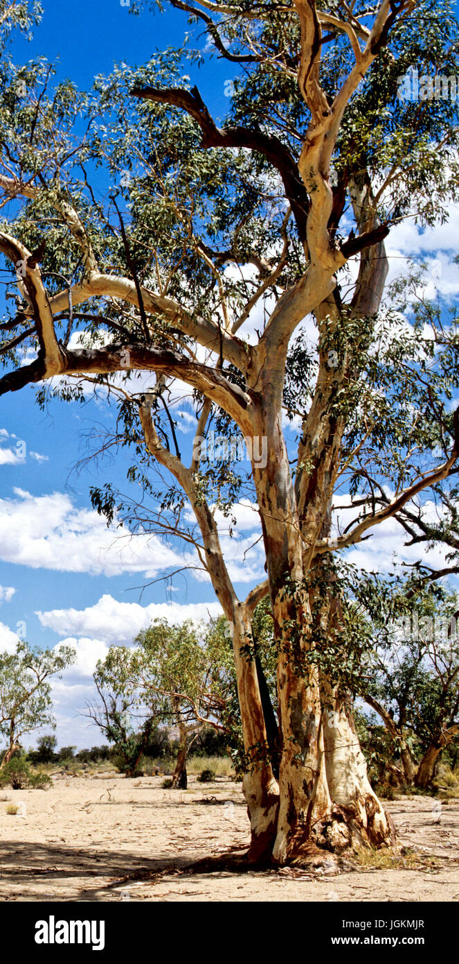 Ghost gum tree simpsons gap High Resolution Stock Photography and ...