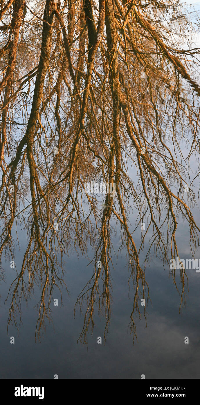 RS 4936. Backgrounds; Colours; Colors; Display; Wicken Fen, Tree ...