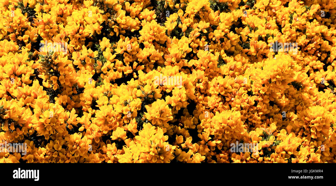 RS 2752. Backgrounds; Colours; Colors; Display; Gorse, Sark, Channel ...