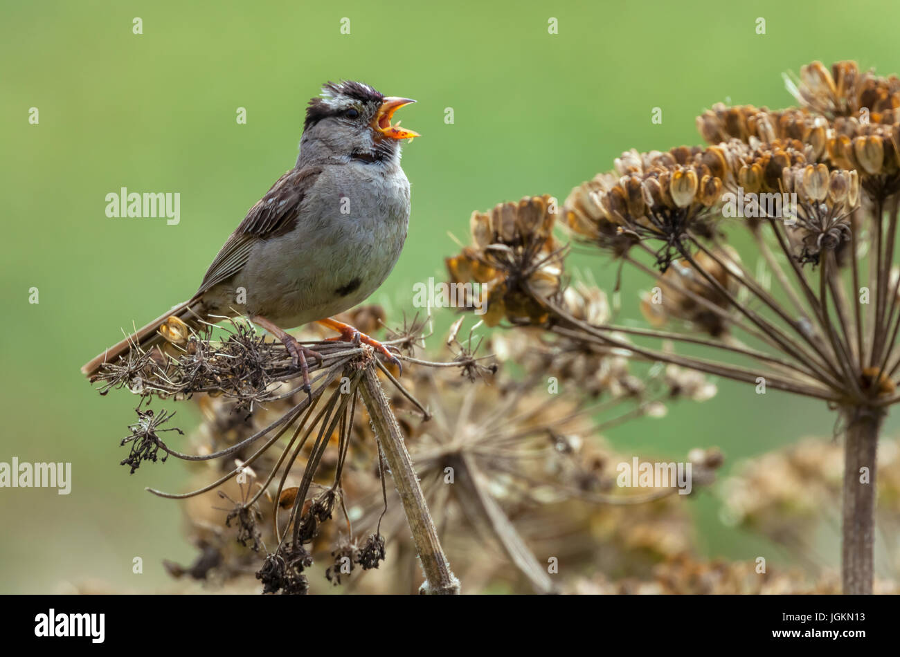 Chirping animal hi-res stock photography and images - Alamy