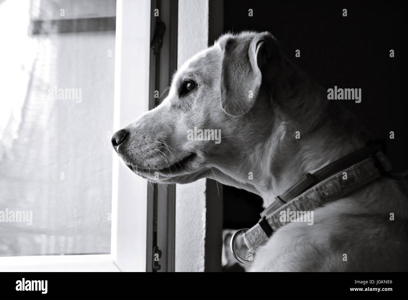 Labrador retriever waiting by a window Stock Photo - Alamy